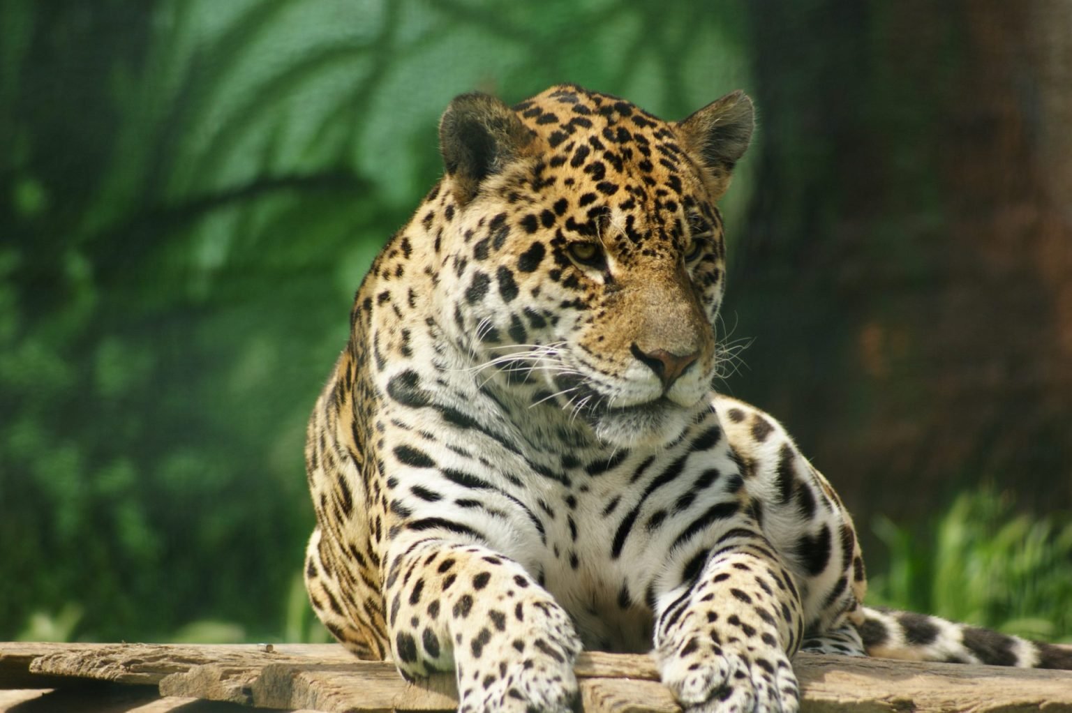 Parque del Jaguar Tulum Travel Guide